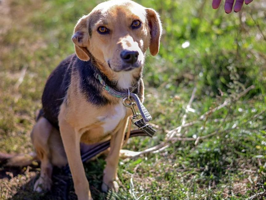 Собака ищет семью