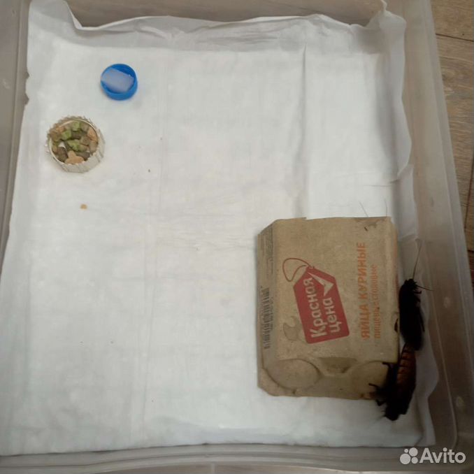 Мадагаскарские тараканы