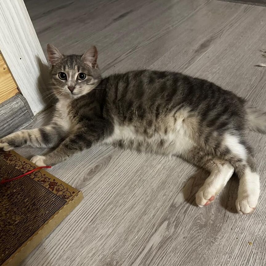 Взрослый кот в добрые руки