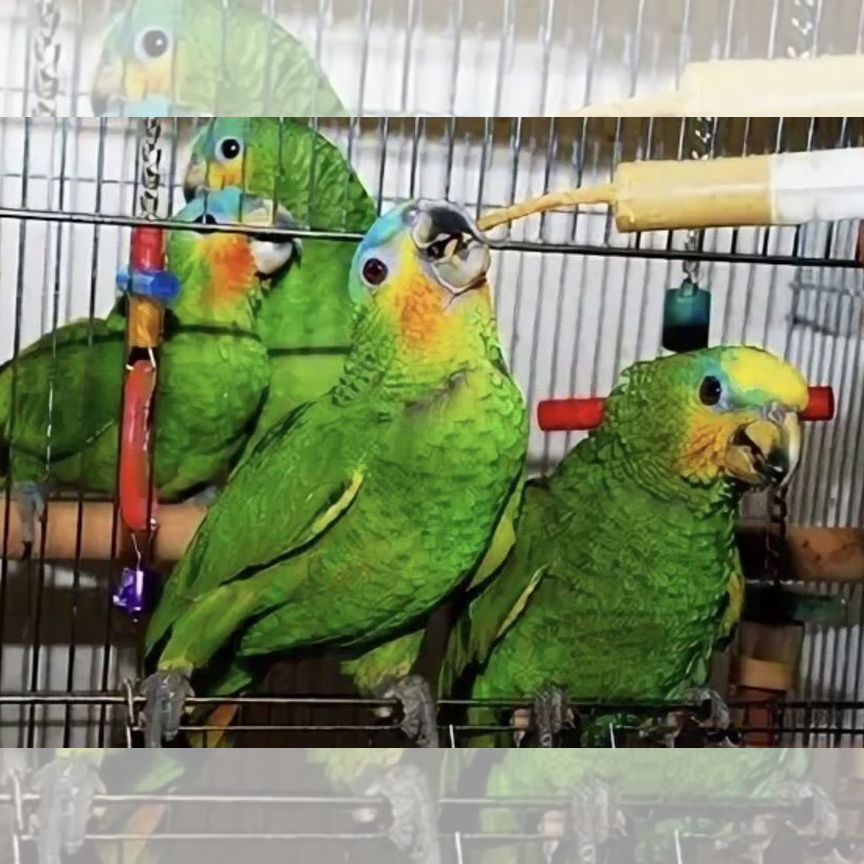 Попугай венесуэльский амазон выкормыши