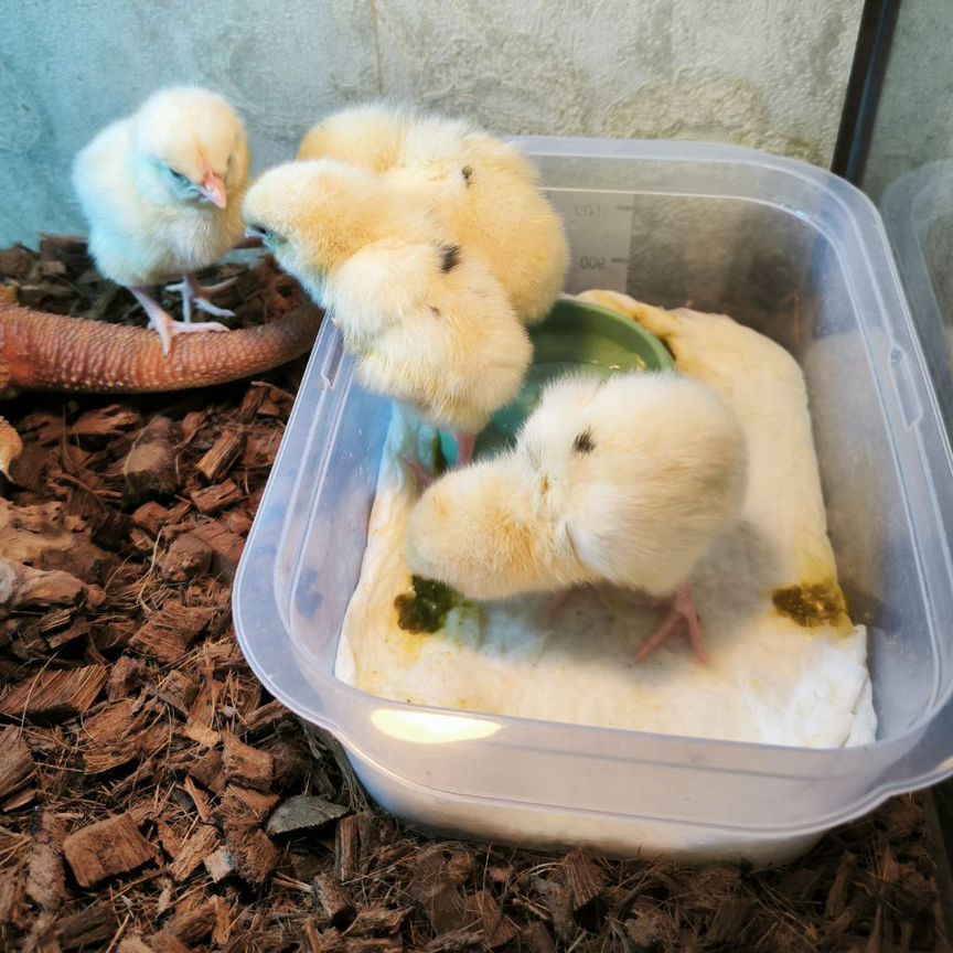 Цыплята суточные