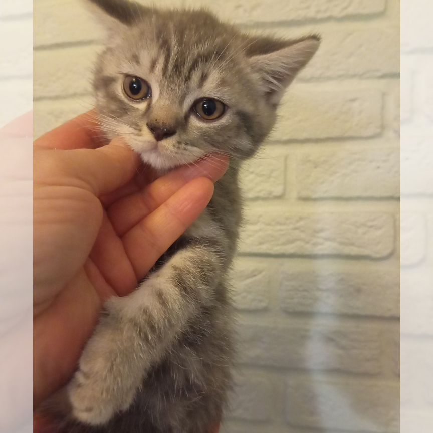 Шотландский вислоухий короткошёрстный котёнок