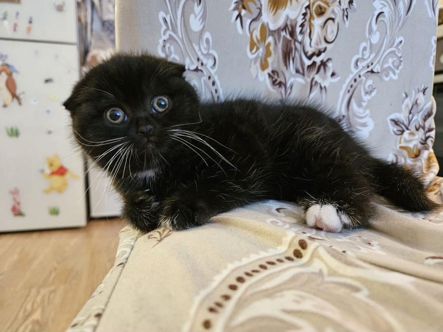 Шотландская вислоухая кошка черная