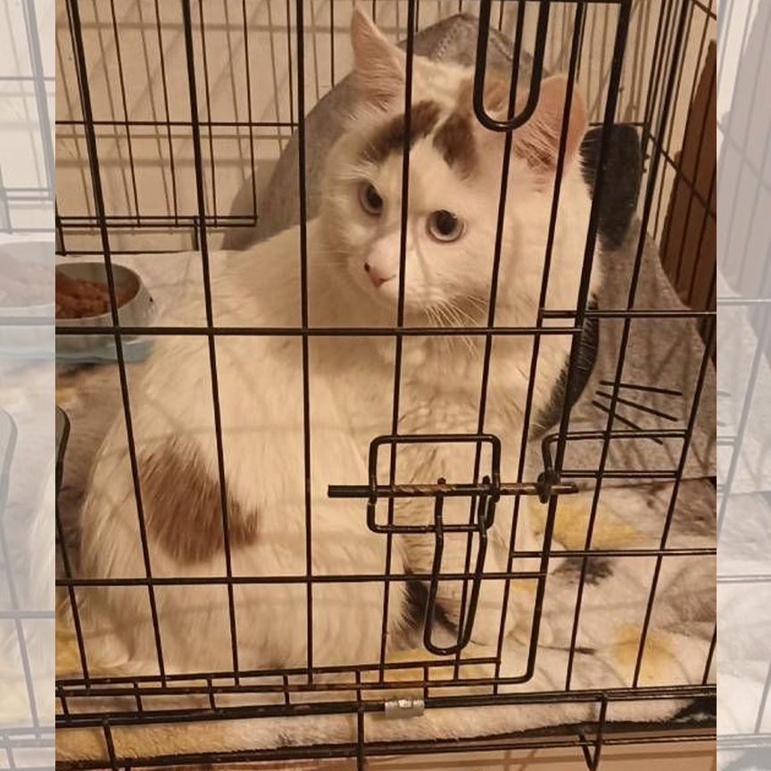 Взрослый кот в добрые руки