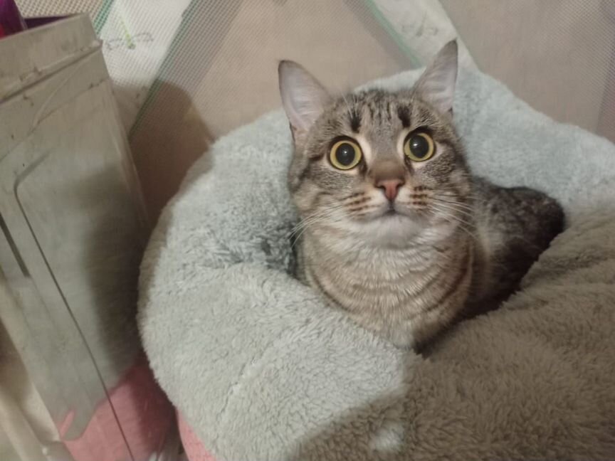 Спасённая кошка нуждается в доме