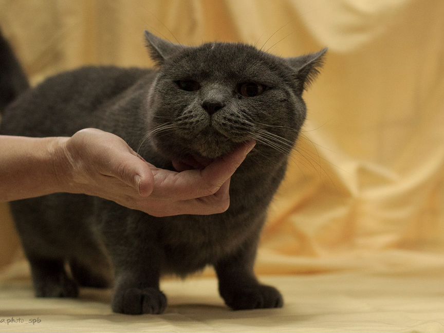 Котик Мироша