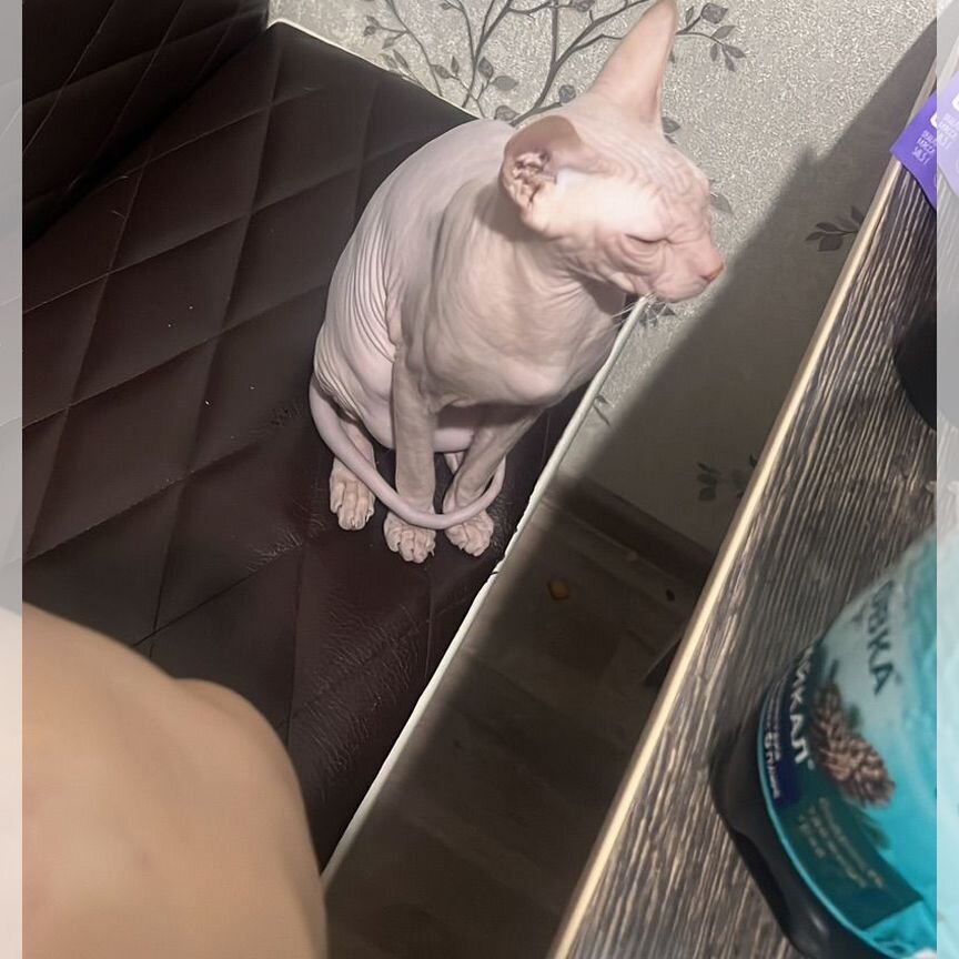 Донской сфинкс