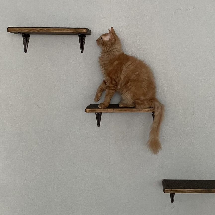Полки для кошек