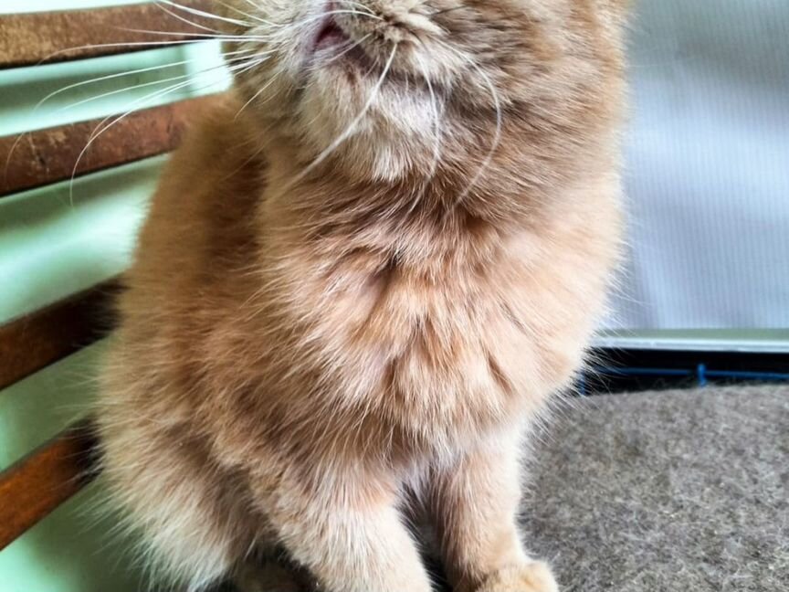 Кошка экзот