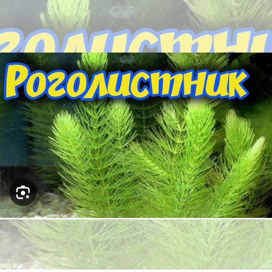 Роголистник для аквариума
