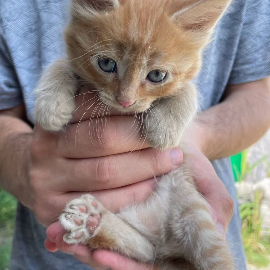 Рыжий кот Лёлик 1 месяц