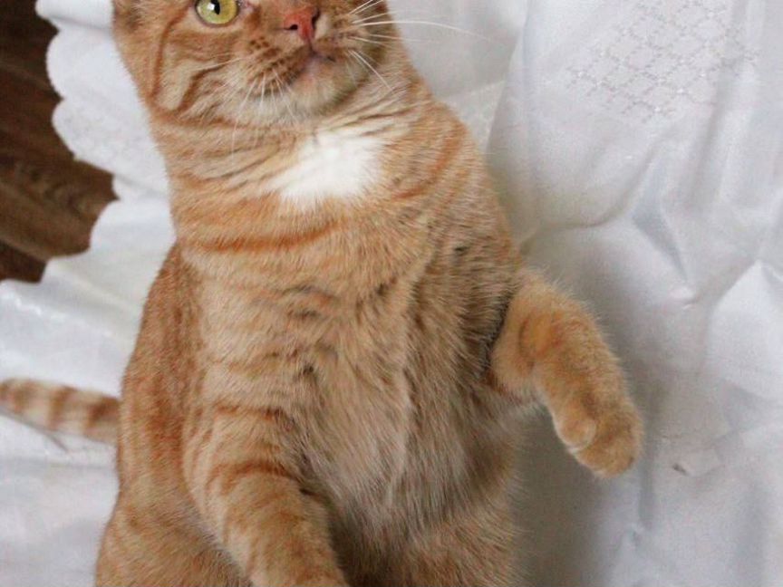 Дафна 2 кошка друг собак в добрые руки