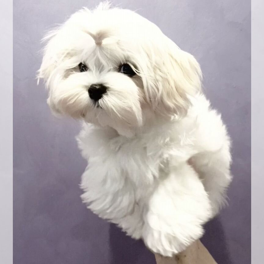 Мальтийская болонка, щенок