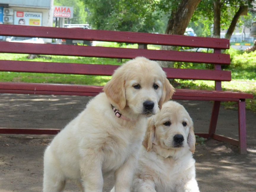 Золотистый ретривер