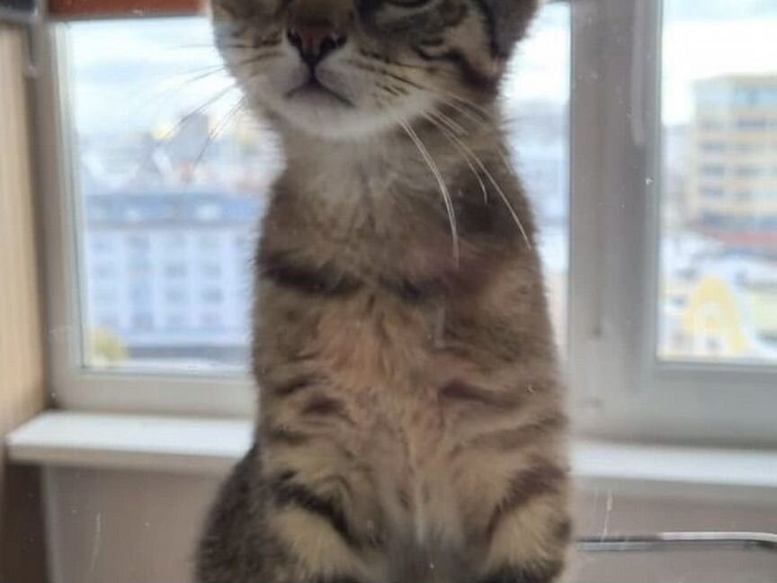 Котейка серый полосатый ищет дом