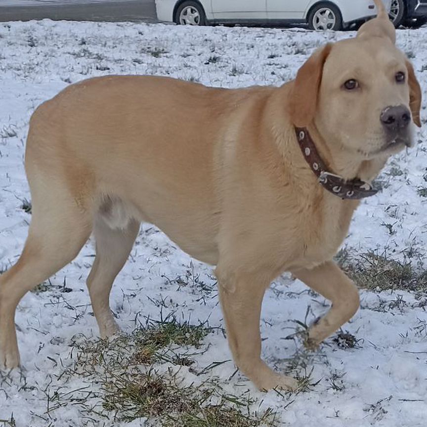 Лабрадор-ретривер, щенок