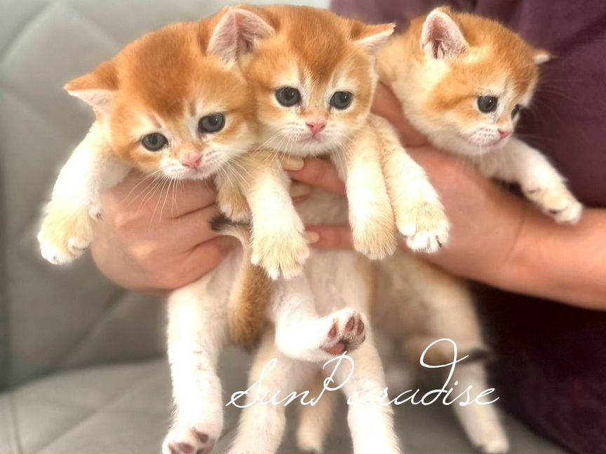 Британские котята Яркое Золото ny 12
