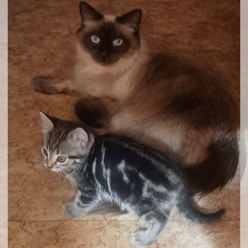 Котята в добрые руки мальчики