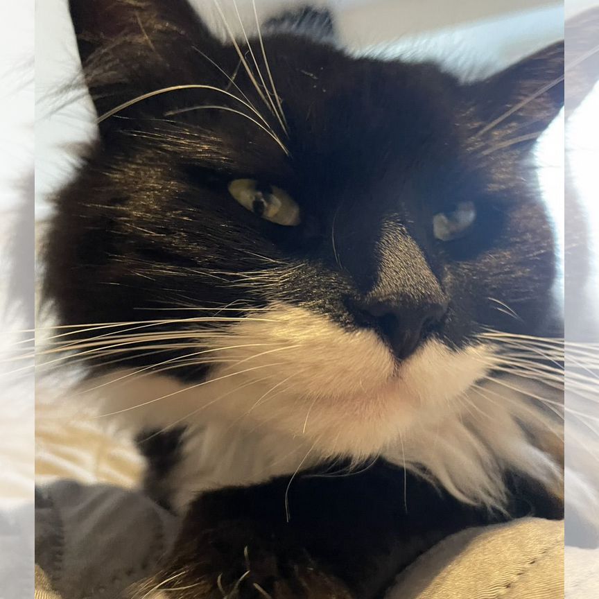 Взрослый кот в добрые руки