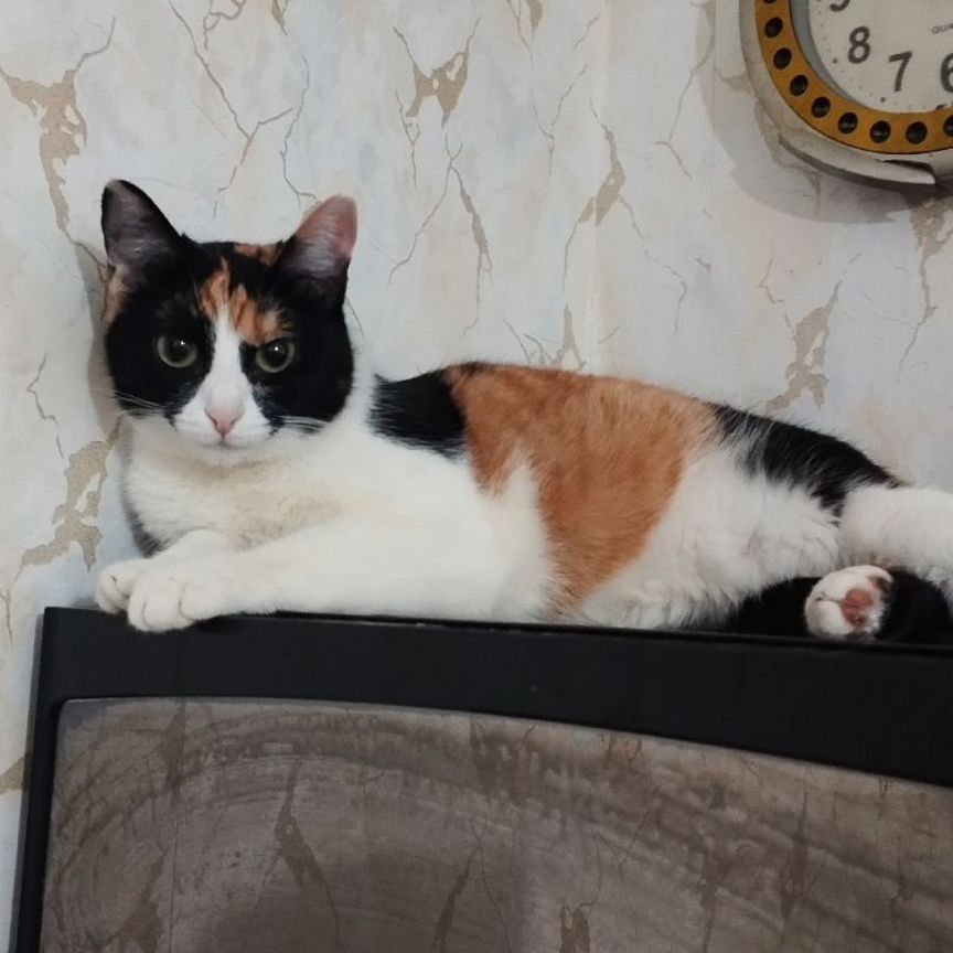 Взрослая, кошка в добрые руки