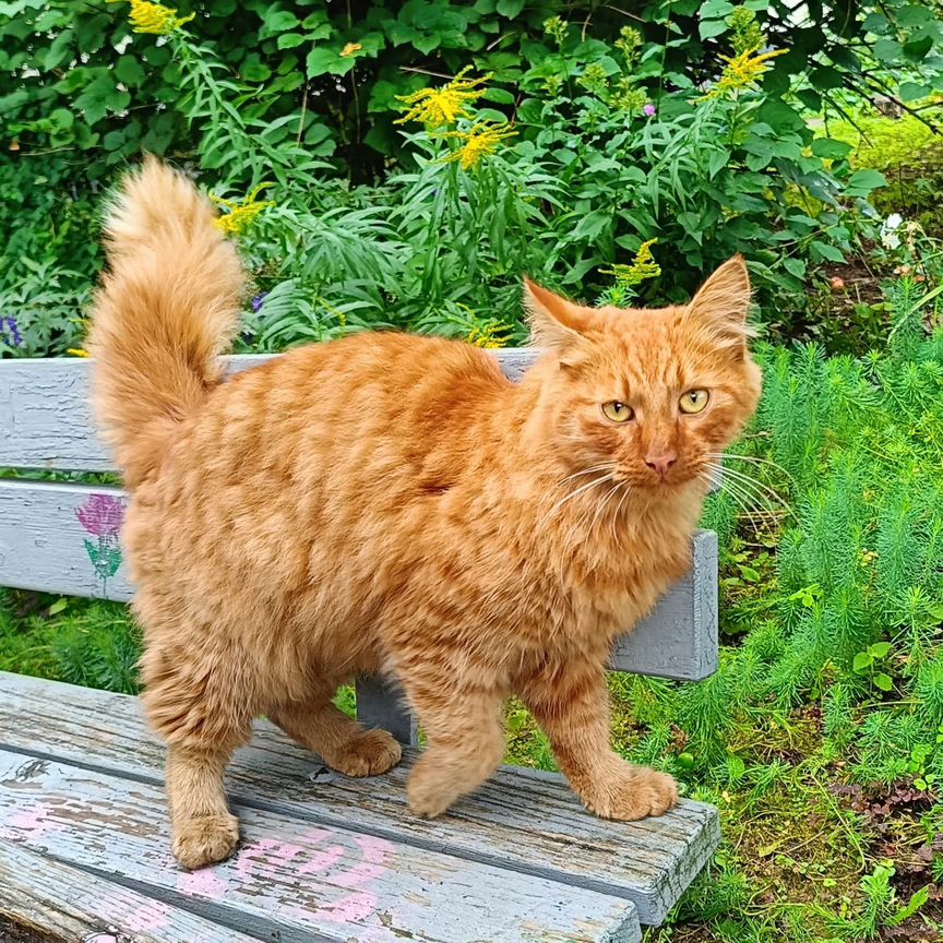 Супер рыжий кот в дар