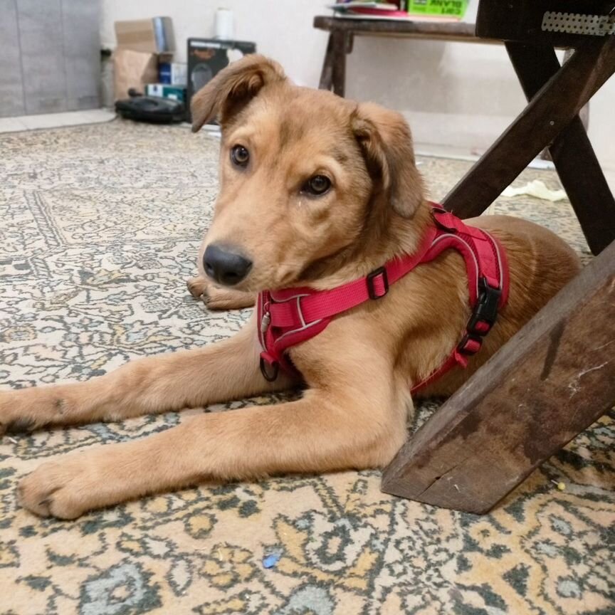 Щенок девочка в добрые руки