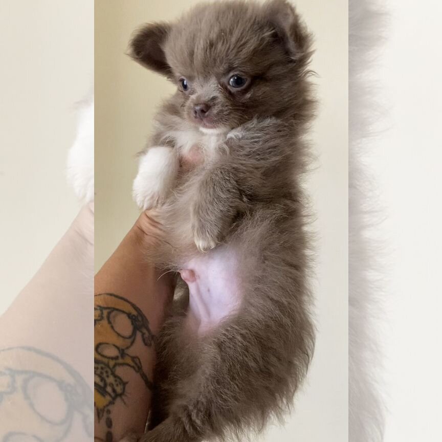 Щенок чихуахуа лиловый