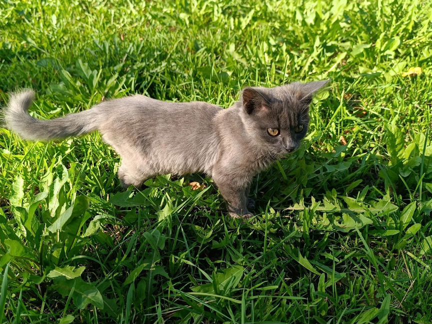 Котятки в беде