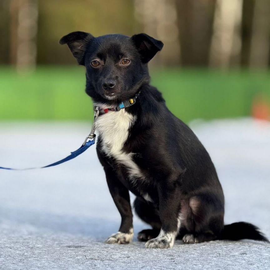 Маленькая собака в добрые руки