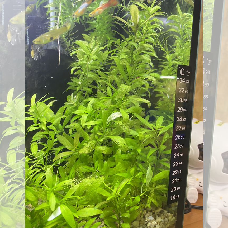 Аквариумные растения