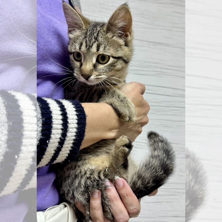 Котята в добрые руки бесплатно
