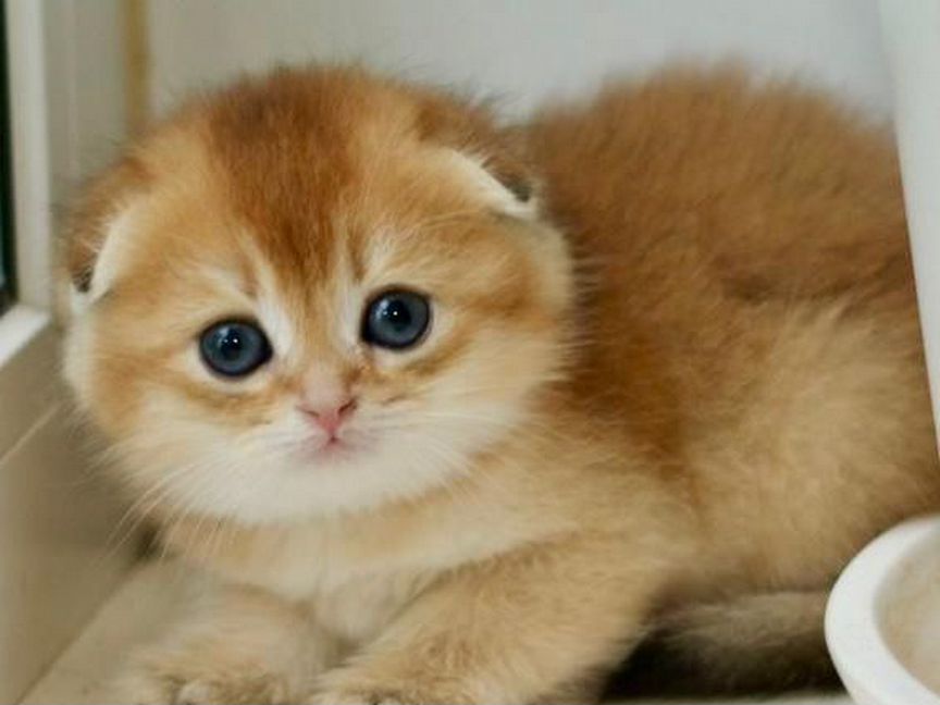 Кот золотая шиншилла