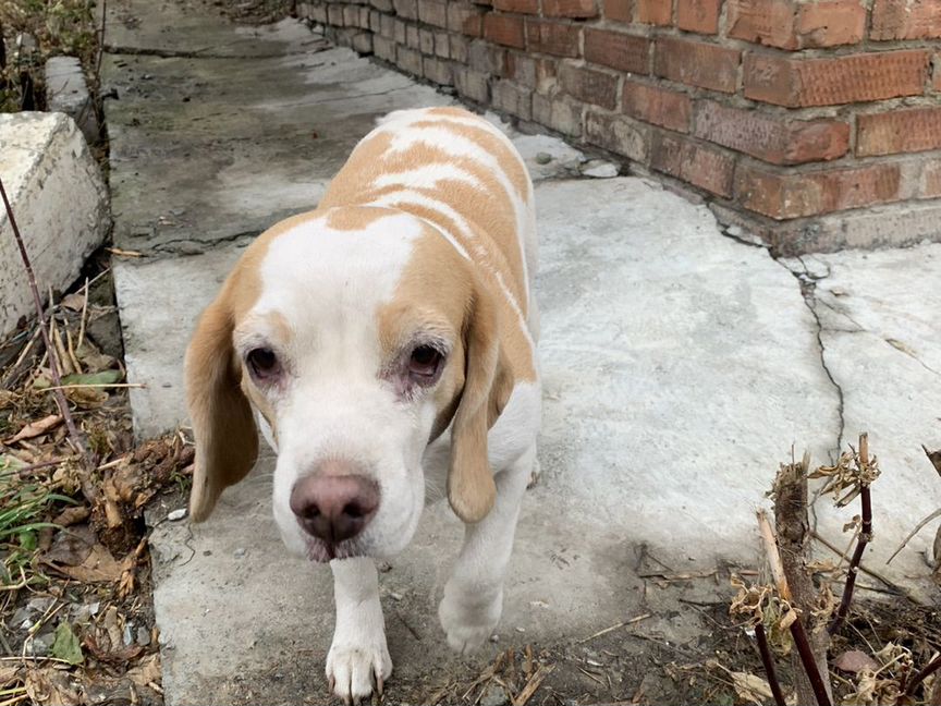 Найден бигль