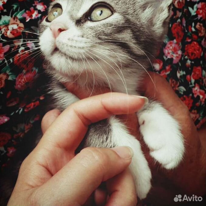 Котëнок в дар