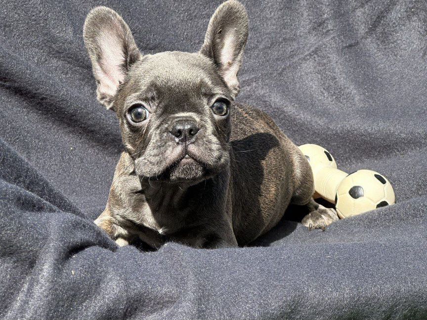 Французский бульдог мини девочка 3 месяца