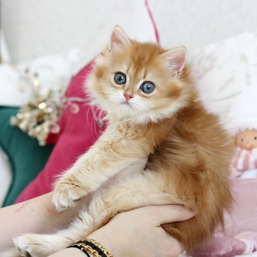 Британский котенок Пеппини
