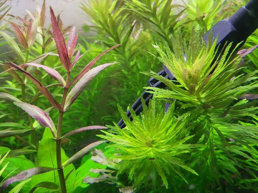 Аквариумные растения