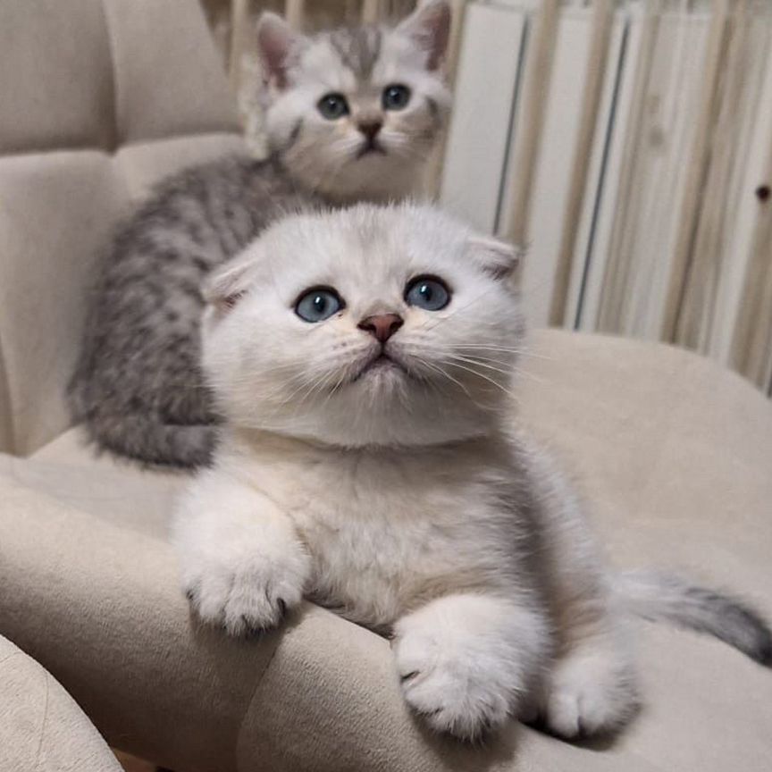 Британская шиншилла