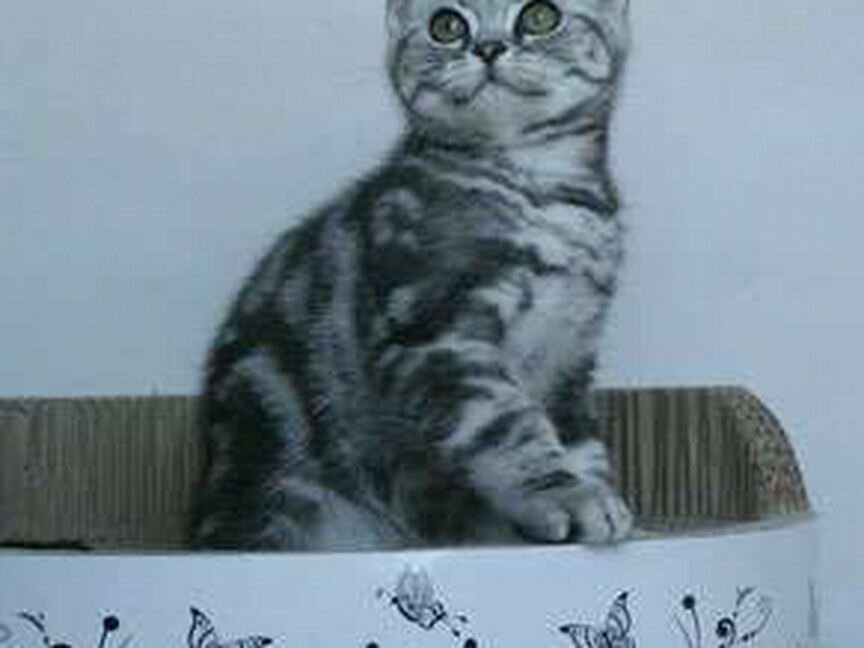 Элитный мраморный котик