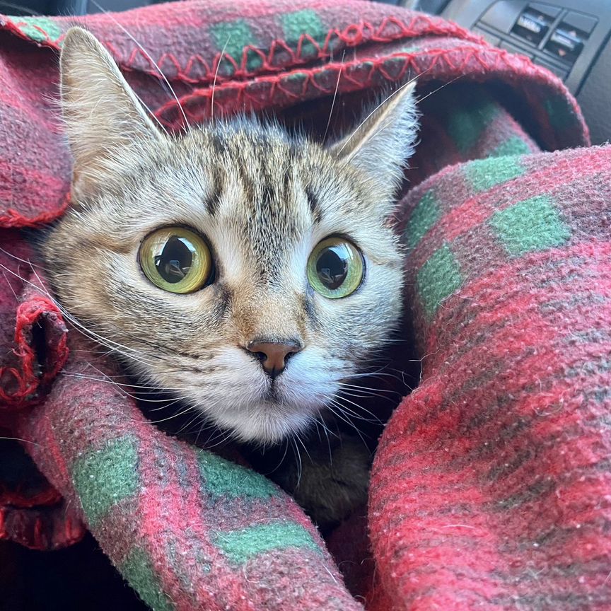 Взрослая кошка в добрые руки