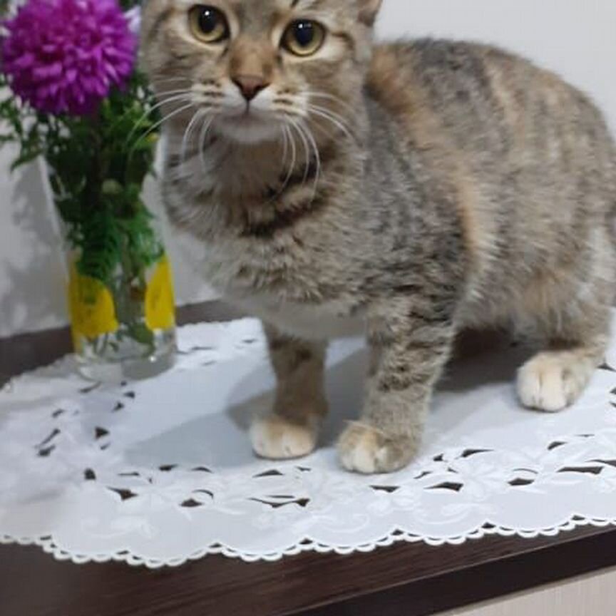 Котёнок Венера в добрые руки