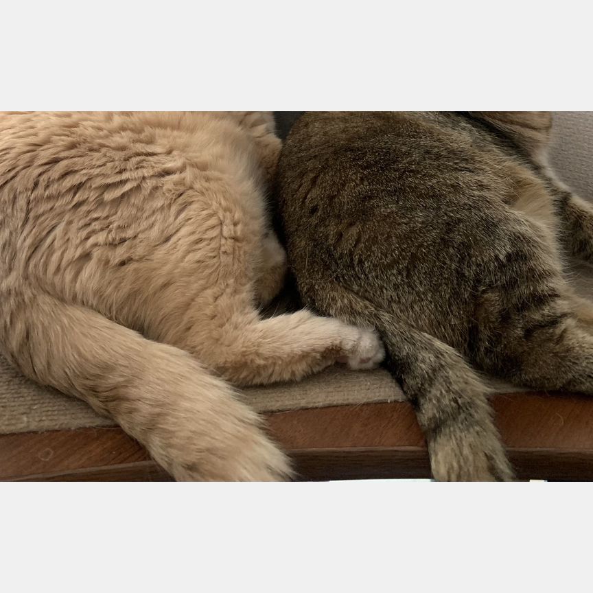 Кошачья шерсть, усы