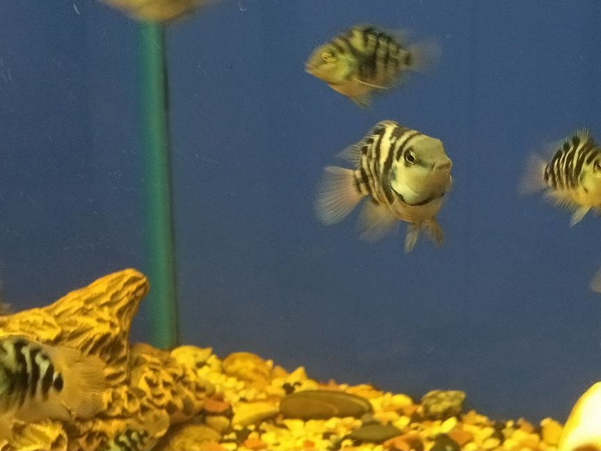 Чернополосая цихлазома