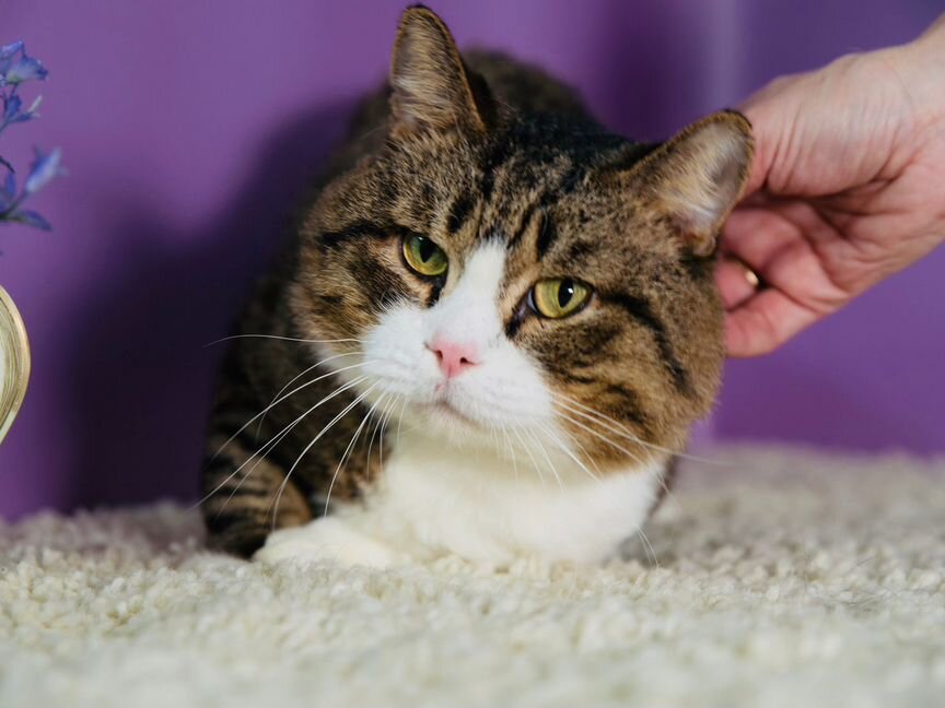 Ласковый и крупный котик ищет дом