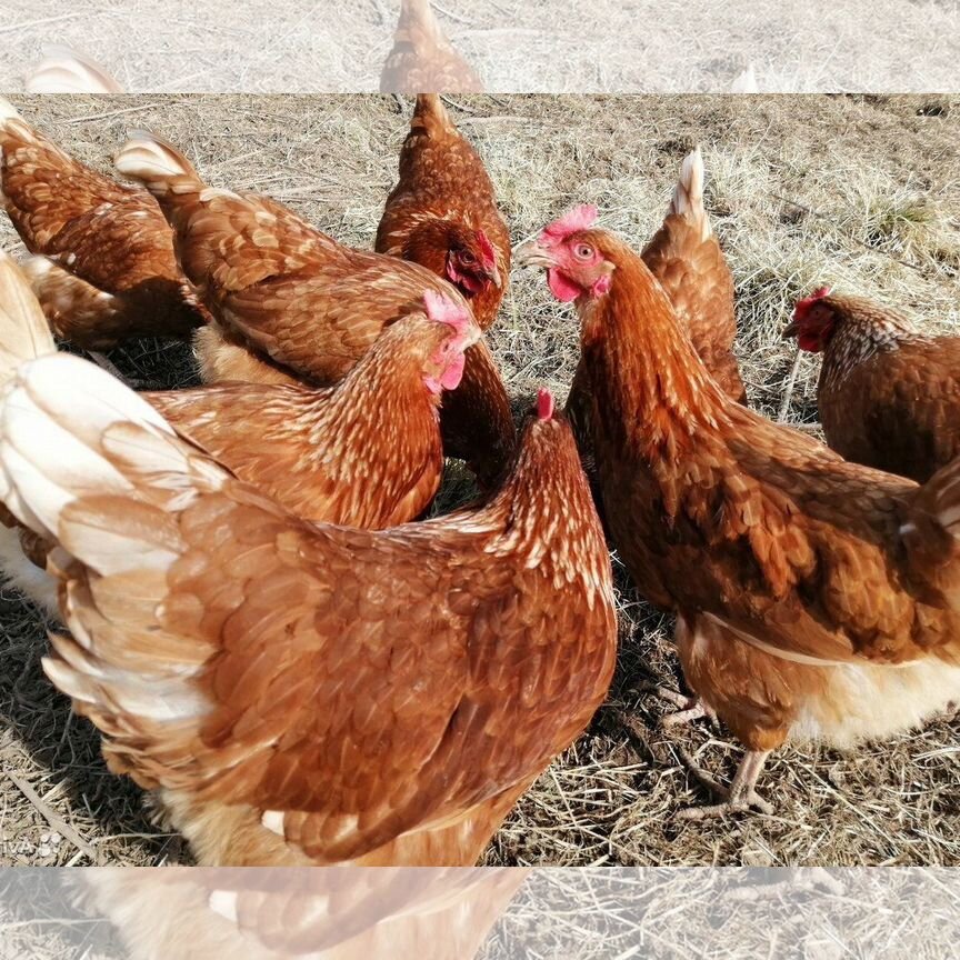 Куры молодки несушки