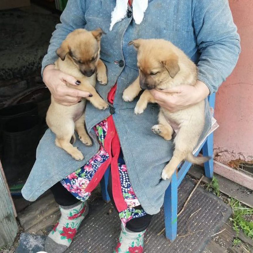 Щенки девочки бесплатно