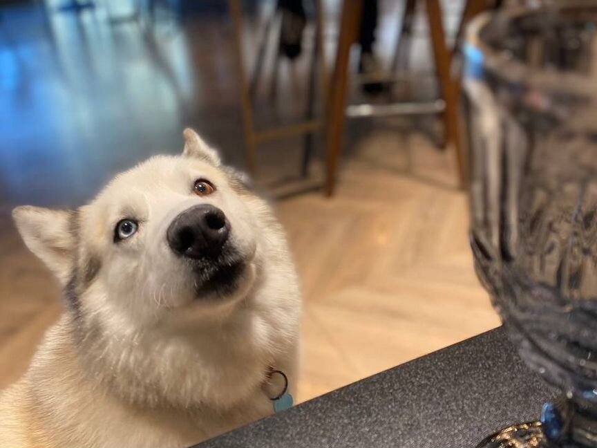 Спокойный хаски в добрые руки