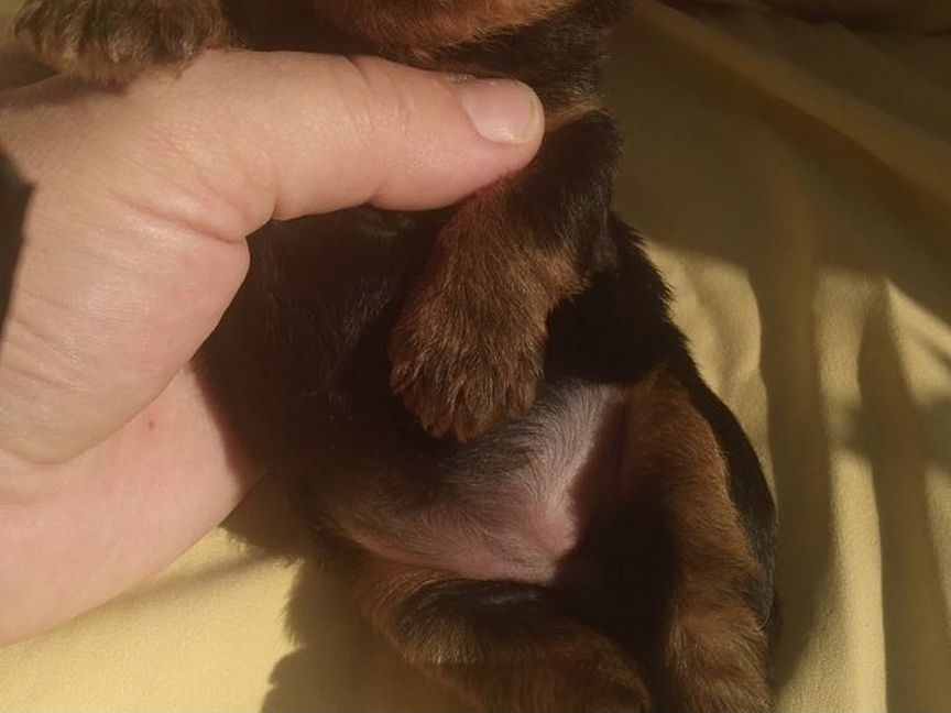 Йорки мини малыши