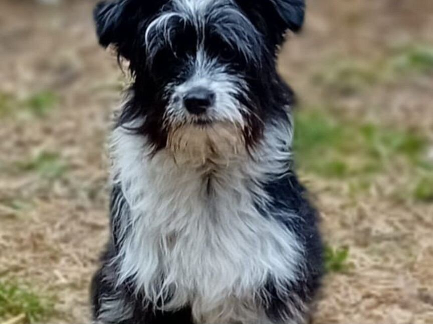 Фунтик ищет дом