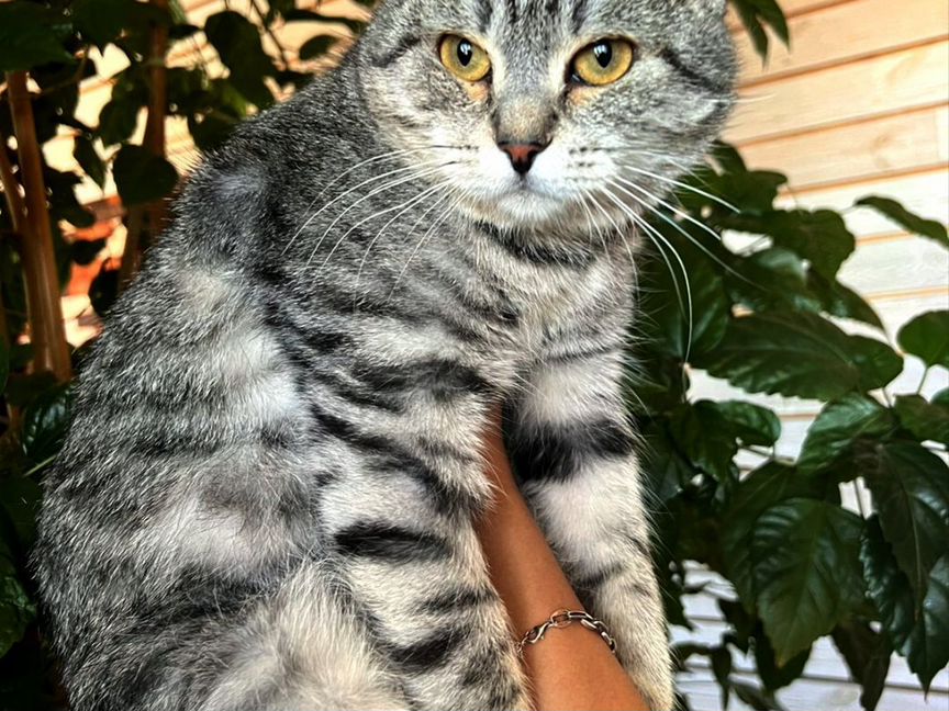 Кот Котофей самым лучшим людям